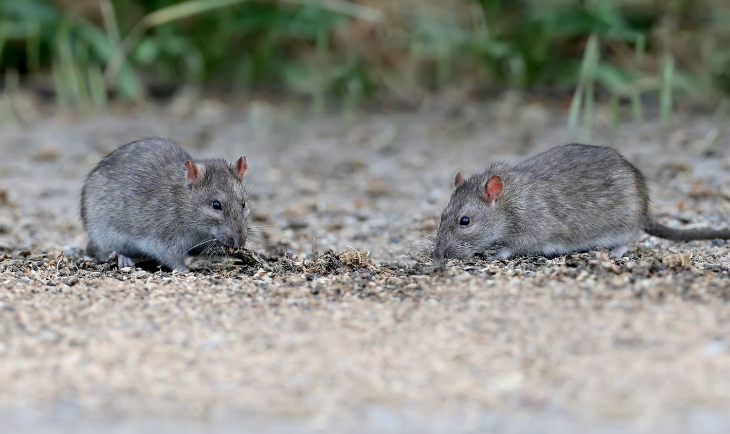 Må man skyde rotter med luftgevær? - Jagtkataloget - Jagt og Udeliv